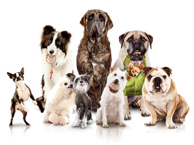 Hotel pentru căţei