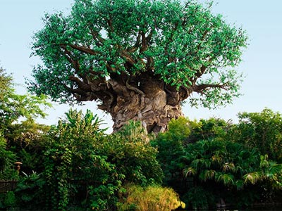Copacul vietii, cea mai mare atractie a Parcului Disney (Poze)
