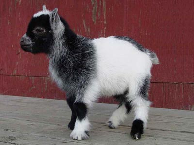 Iata capra de companie a Oanei Zavoranu! (Poze)