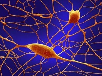 Calatorie prin corpul uman, la microscop (Poze)