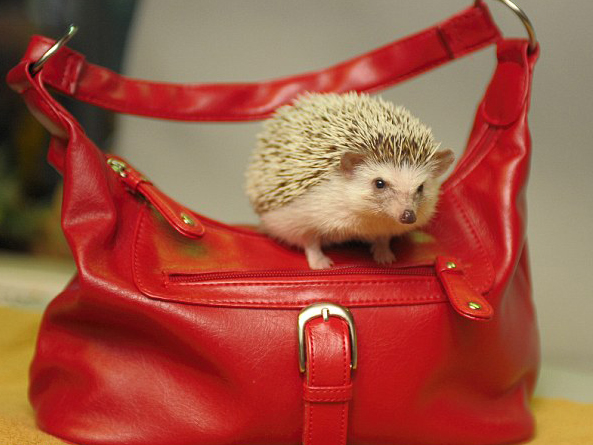 Ariciul a devenit un accesoriu la moda