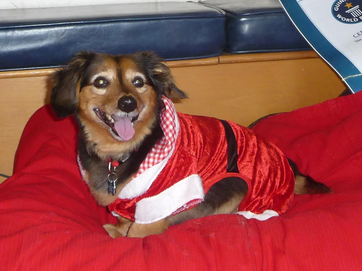 A murit Otto, cel mai batran caine din Marea Britanie