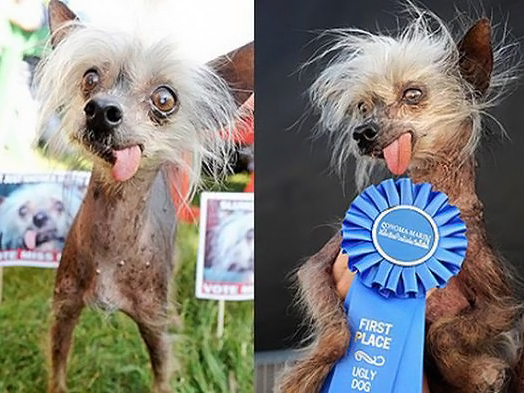 SOCANT: Cei mai urati caini din lume (Poze)