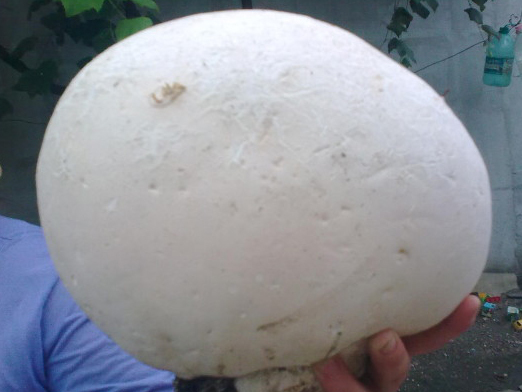 Ciuperca uriasa crescuta in Romania, demna de Cartea Recordurilor