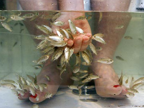 Pedichiura si manichiura cu pesti Garra Ruffa