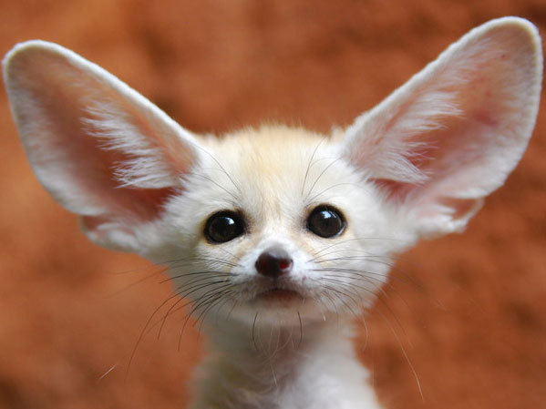 Vulpea Fennec, cea mai mica vulpe din lume! (poze)