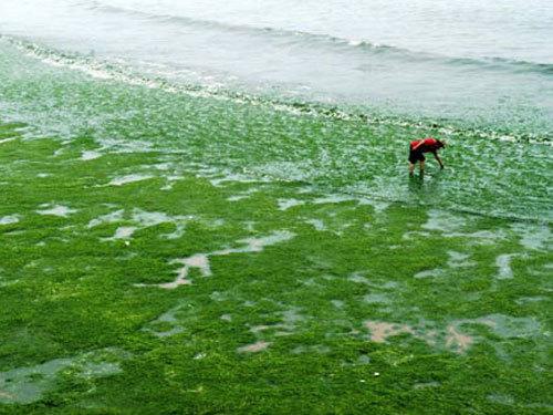 Algele marine au invadat apele si plajele din China! Totul este verde ...