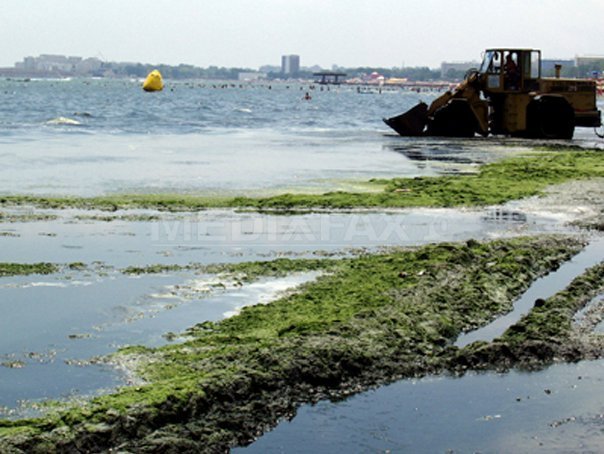 Marea Neagra e verde, de la tone de alge