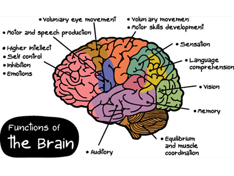 Partile creierului influenteaza personalitatea umana