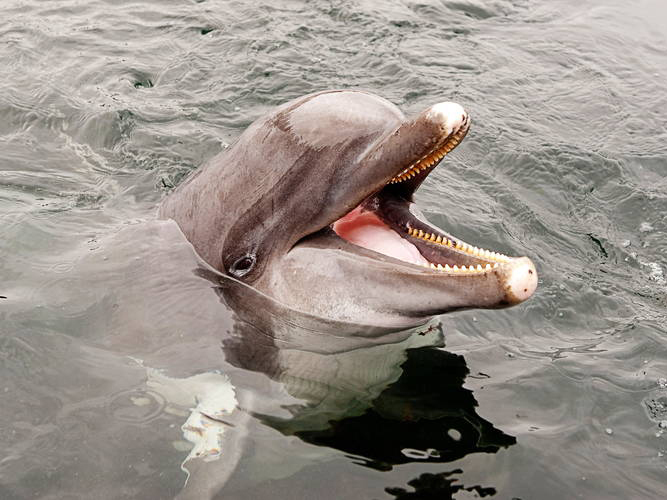 Skinny, cel mai bătrân delfin din Europa