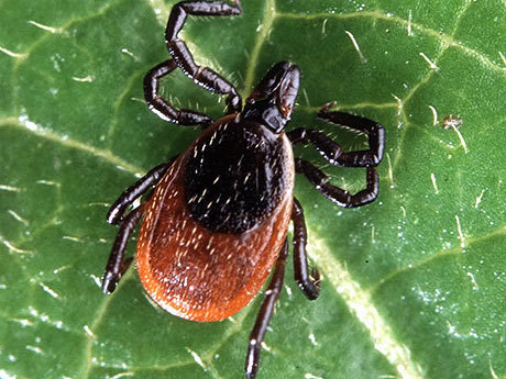 Boala Lyme (sau borelioză) - boala provocată de căpușă