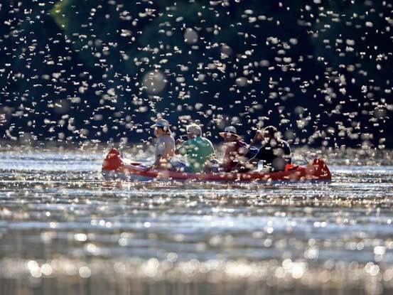 Invazie de efemeride pe râul Tisa (Poze)