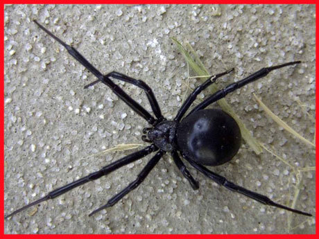 INVAZIE de păianjeni veninoși Văduva Neagră