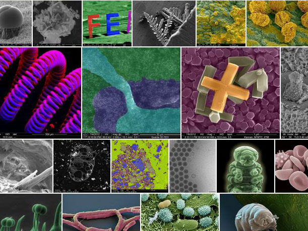 Imagini spectaculoase cu lucruri văzute la microscop