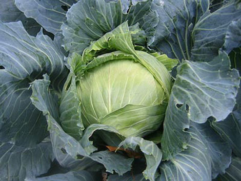 Varza, elixir natural al tinereții