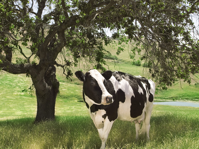 O vacă a rămas cu capul înțepenit într-un copac (Video)