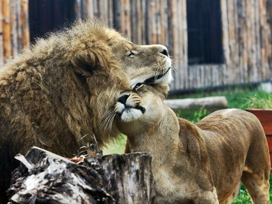 Cele mai frumoase 4 grădini ZOO din România