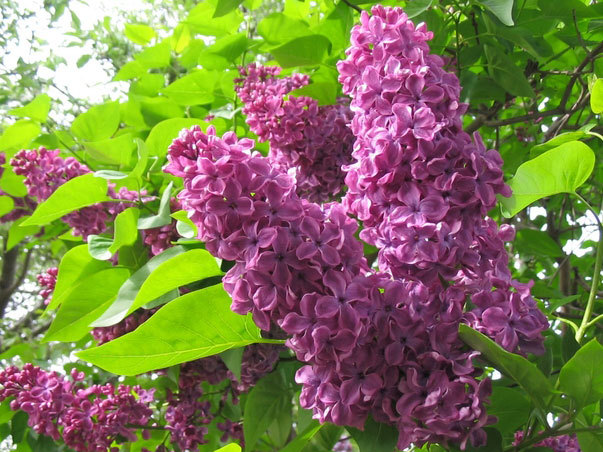 Rezervația naturală "Dealul cu Lilieci" Cernățești, județul Buzău