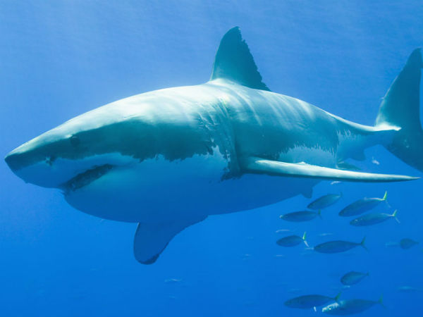 Ce mănâncă rechinii?