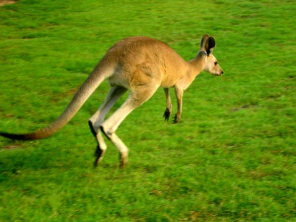De ce cangurii au marsupiu?