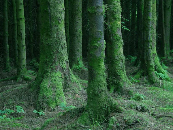 Ce sunt mușchii de copaci?