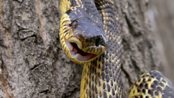 Dovada că balaurii există în România! Legenda monstrului din munţii ...