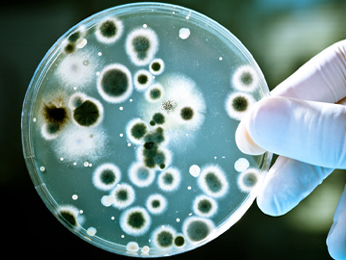 Unde trăiesc bacteriile?