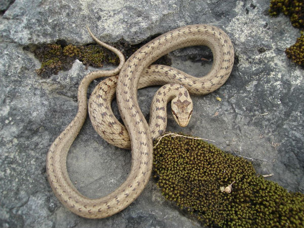 Când își schimbă șerpii structura pielii?