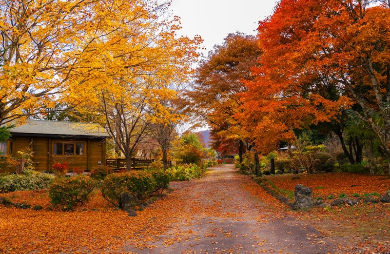 Problemele cauzate de frunzele căzute în jurul casei
